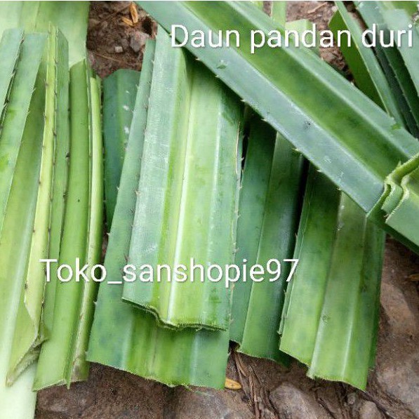 Jual Jual daun pandan duri segar paket 500 gram restock | Shopee Indonesia