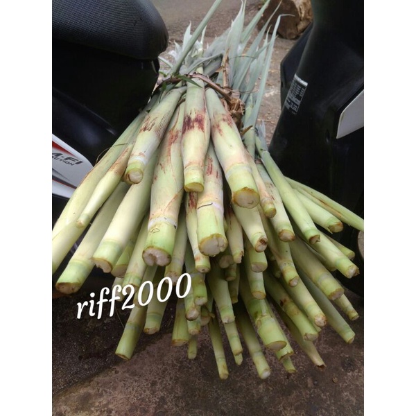 Jual Terubuk,terubus,turubuk,tebu telor,telur tebu,, Sayuran segar ...