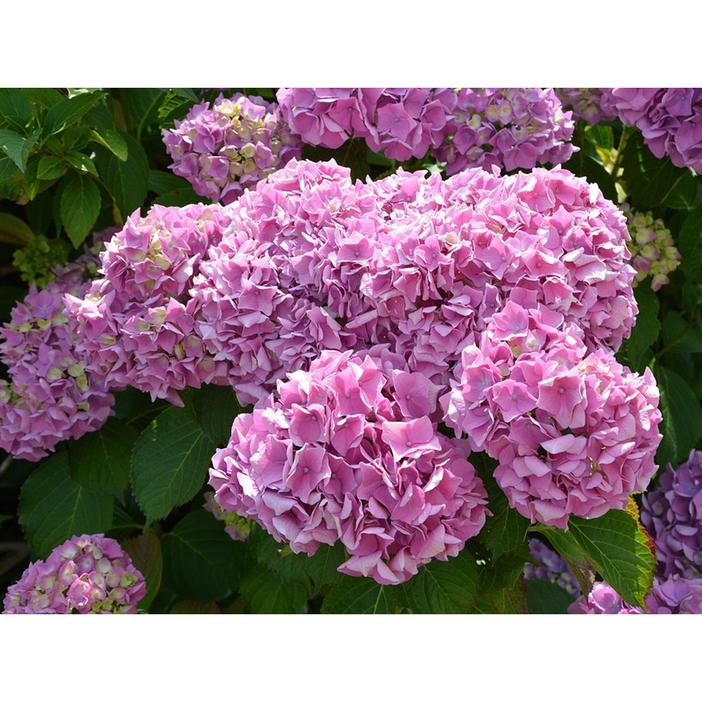 Jual Biji Bunga Hydrangea Light Pink - Bibit Tanaman Pohon Bunga ...