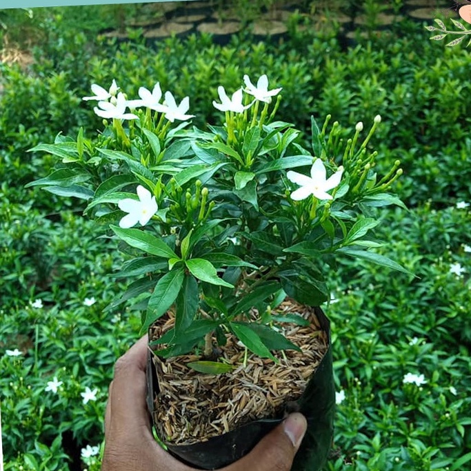 Jual Tanamn Hias Rombusa Mini Murah dan berkulitas Cocok Untuk ...
