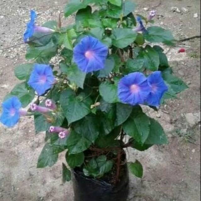 Jual PROMO Tanaman bunga morning glory tanaman hias rambat bunga mornig ...