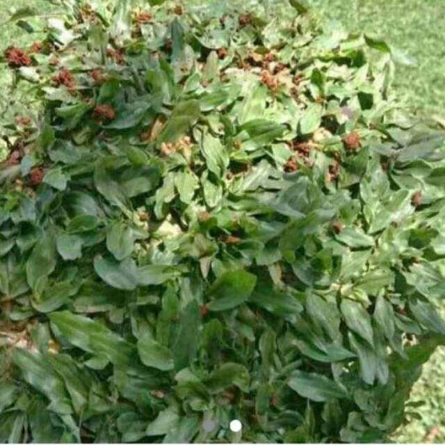 Jual Rumput Hiyas Gajah Mini Ukuran Lahan Tanam 1x1 Meter Persegi Asli