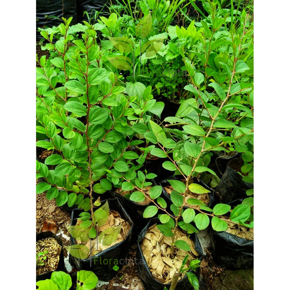 Jual Tanaman Bidara Asli rimbun | Shopee Indonesia