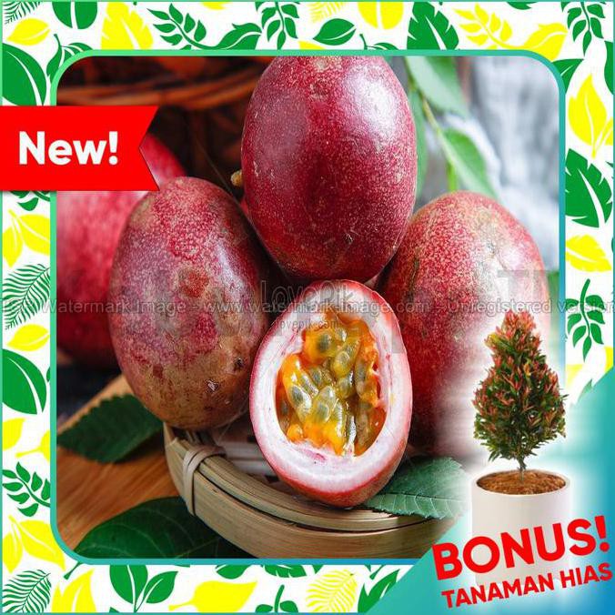 Jual Hai Bibit Tanaman Buah Markisa Merah Manis Tanaman Hidup Bukan ...