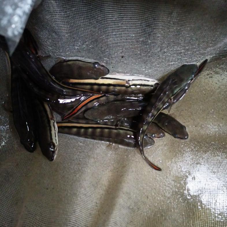 Jual Ikan Gabus Toman Ukuran 20 Cm | Shopee Indonesia