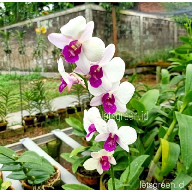 Jual Seedling Anggrek Dendrobium Wonleng -tanaman hidup-bunga hidup ...