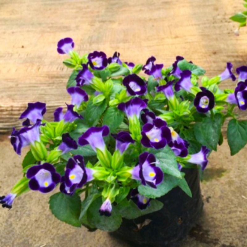 Jual Tanaman hias hidup torenia teronia bunga ungu dekorasi taman atau ...