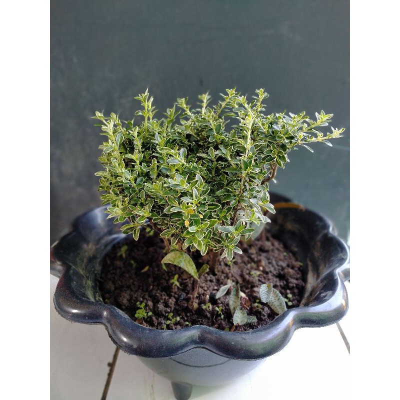 Jual tanaman hias mirten varigata | Shopee Indonesia