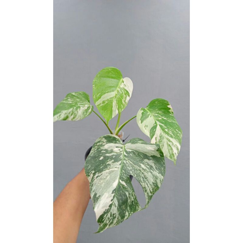 Jual monstera marble varigata albo | Shopee Indonesia