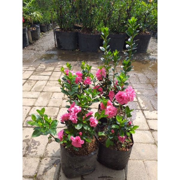 Jual Tanaman Hias Azalea Pink Tumpuk Sudah Berbunga , Azalea Pink ...