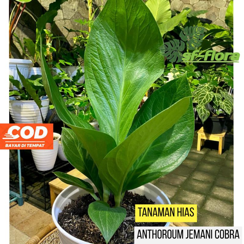 Jual Anthurium Jemani Cobra - Anthorium jemani | Shopee Indonesia