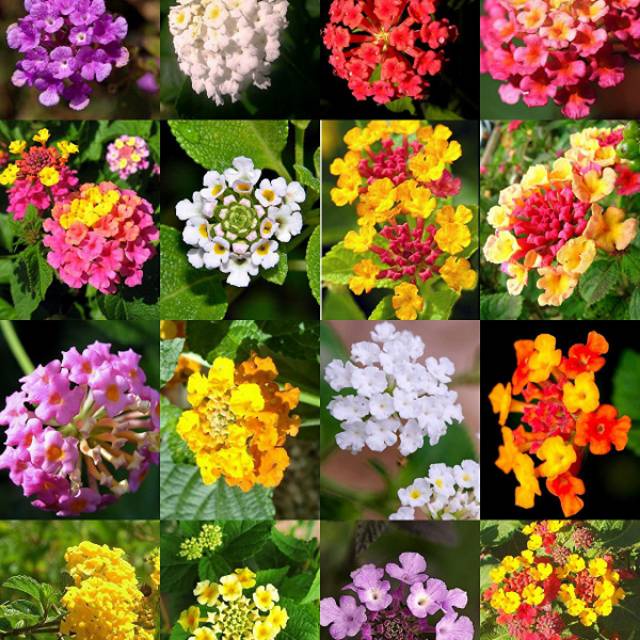 Jual biji benih bunga saliara colour mix mixed /20 biji | Shopee Indonesia