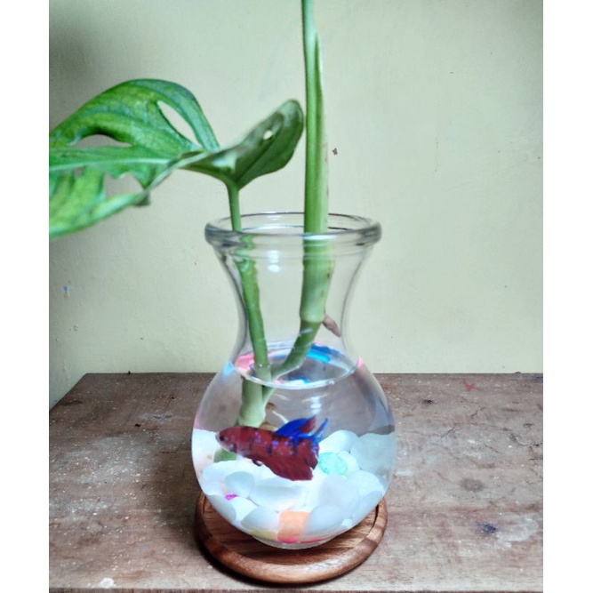 Jual Botol ikan Cupang 800 ML + Free BATU HIAS + tatakan polos diameter ...