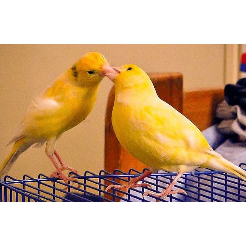 Jual BURUNG KENARI WARNA CERAH SEPASANG JANTAN DAN BETINA | Shopee ...