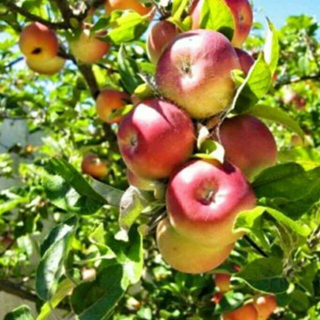 Jual BIBIT APEL MANALAGI MALANG (COCOK DI TANAM POT) | Shopee Indonesia