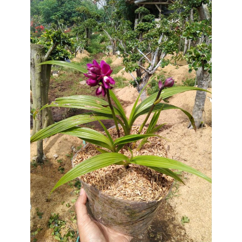 Jual anggrek tanah bunga ungu | Shopee Indonesia