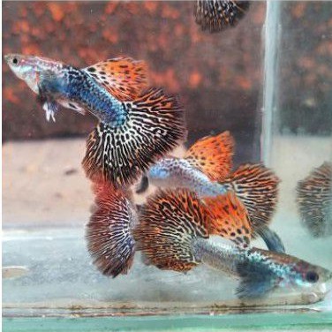 Jual Ikan hias guppy red dragon | Shopee Indonesia
