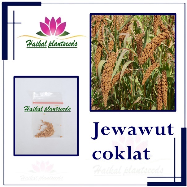 Jual biji benih juwawut jawawut jewawut coklat 50 biji | Shopee Indonesia