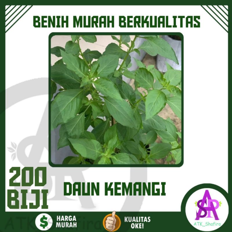 Jual [ATK_KEBUN] BENIH DAUN KEMANGI LOKAL LALAP 200 BIJI | Shopee Indonesia