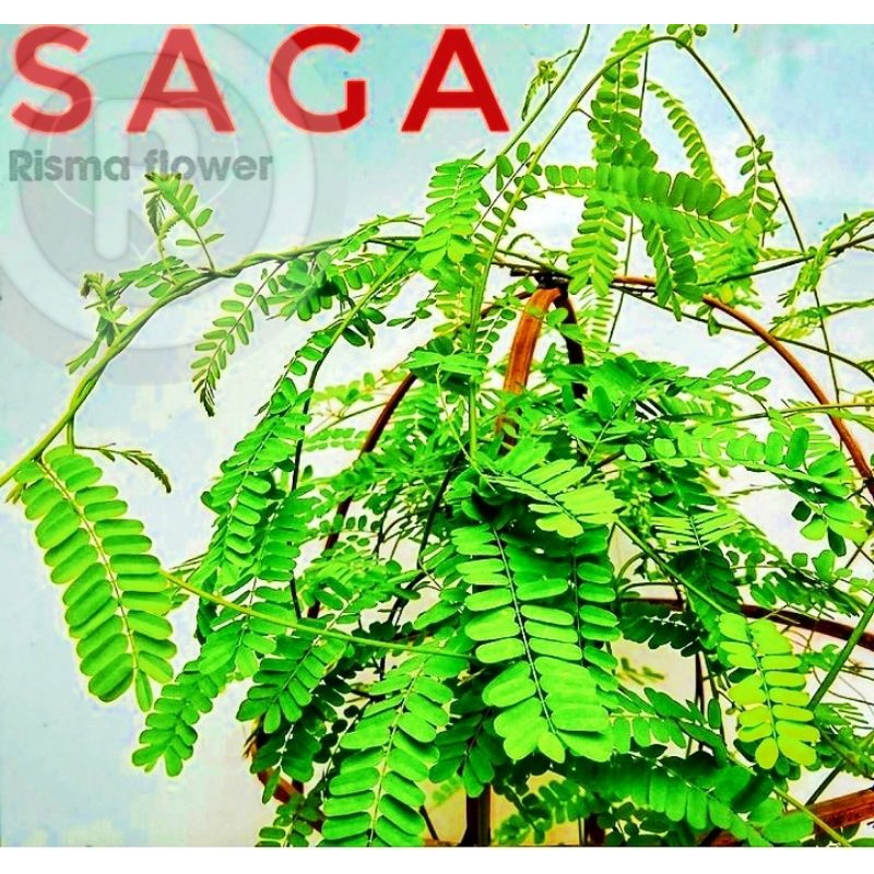 Jual Tanaman pohon herbal saga rimbun ( sudah rimbun banyak daunnya ...