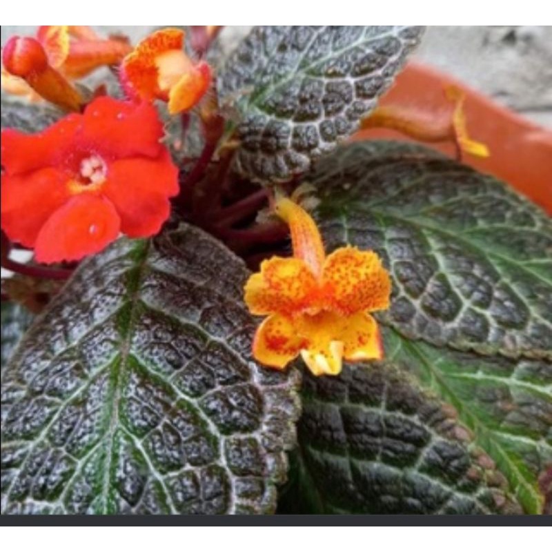 Jual Episcia Checkerboard Bunga Oren Merah | Shopee Indonesia