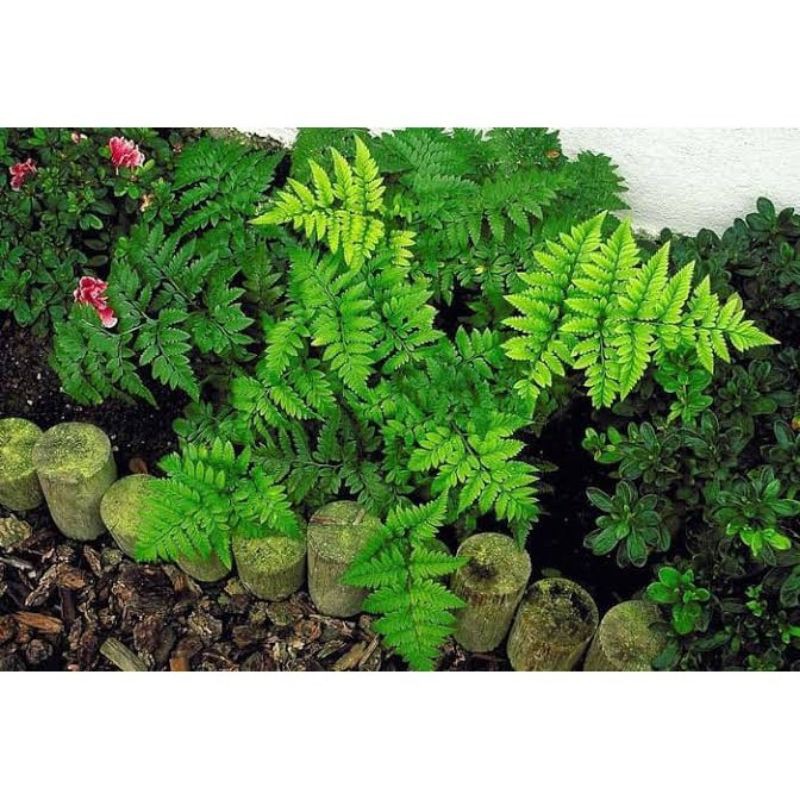 Jual Promo Murah Tanaman Hias Pakis Embun/Pakis kulit | Shopee Indonesia