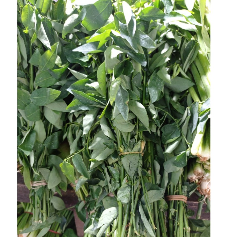 Jual Daun Katuk/Daun Katup Per Ikat (±120gr) | Shopee Indonesia