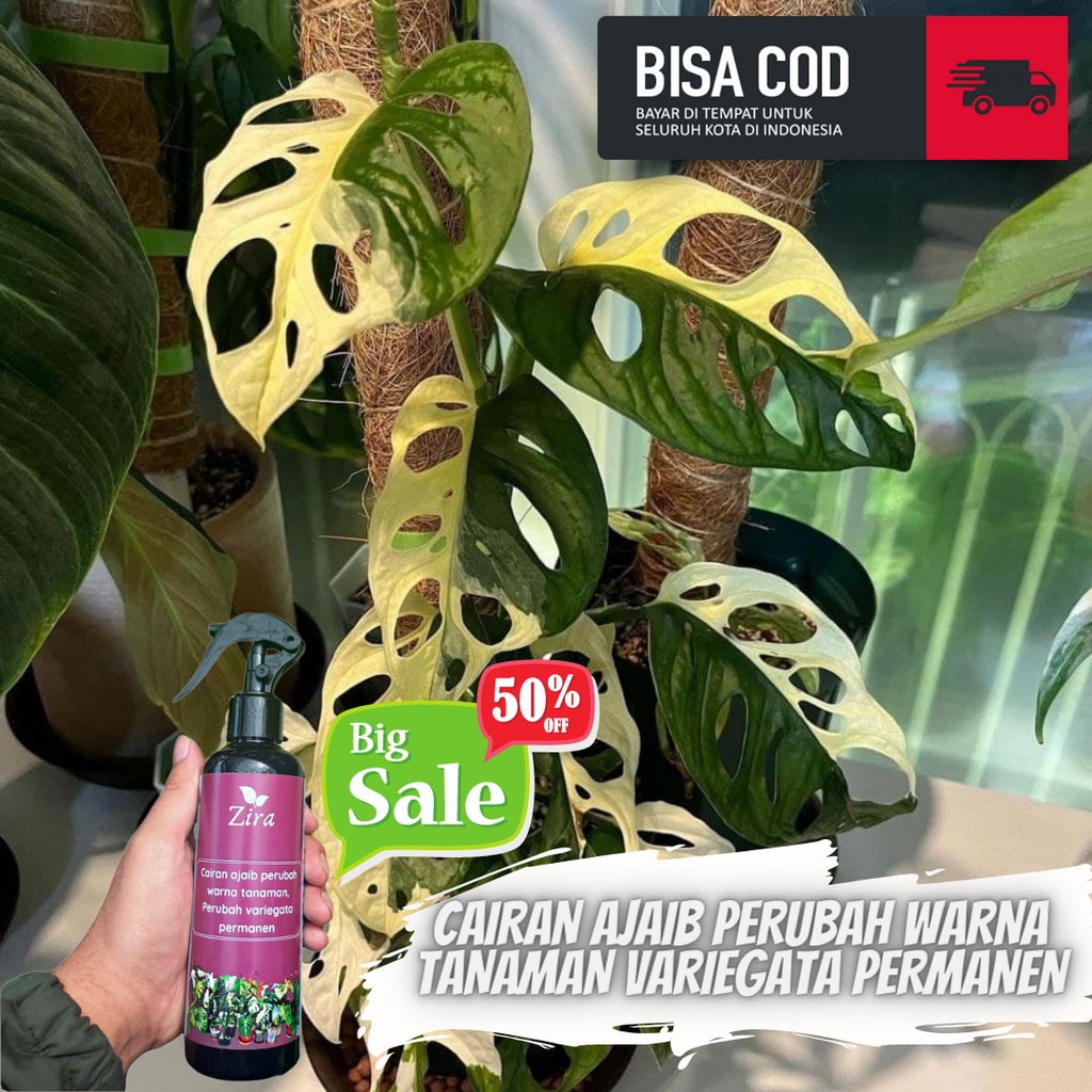 Jual CAIRAN AJAIB PERUBAH WARNA TANAMAN ZIRA (COD) | Shopee Indonesia