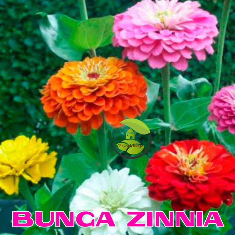 Jual 5 Butir - Benih Bibit Bunga Zinnia Bunga Kertas kelopak double mix ...