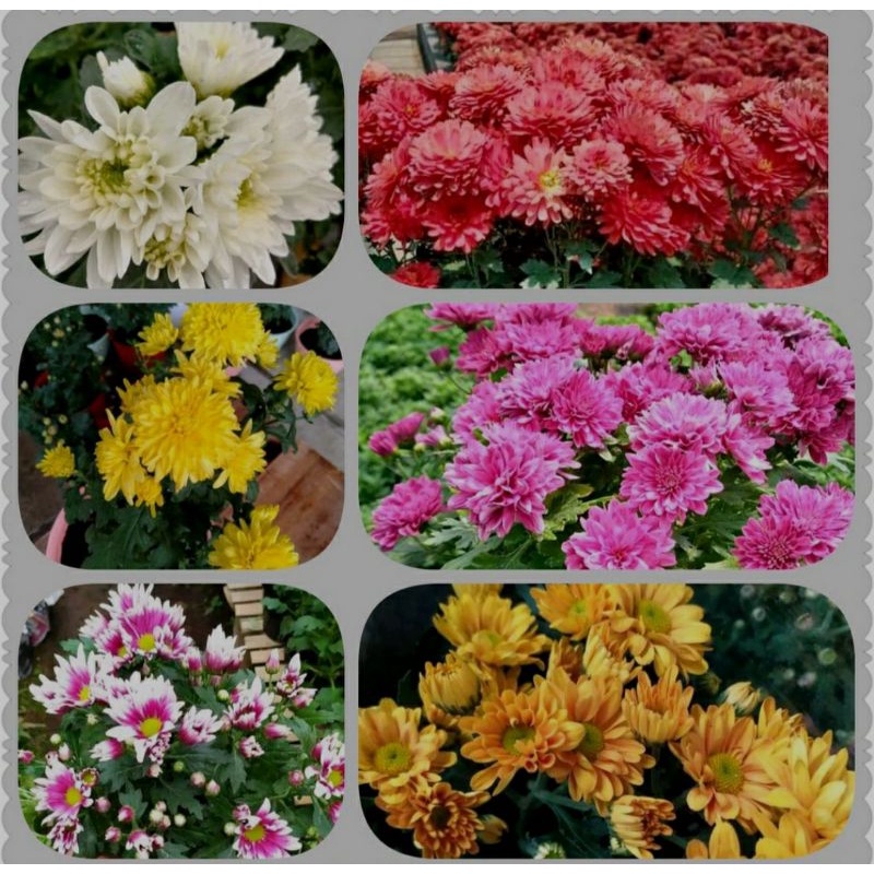 Jual PAKET 4&8 BUNGA KRISAN ASTER SERUNI TANAMAN HIAS HIDUP ASLI (COD) BAYAR DI TEMPAT | Shopee ...