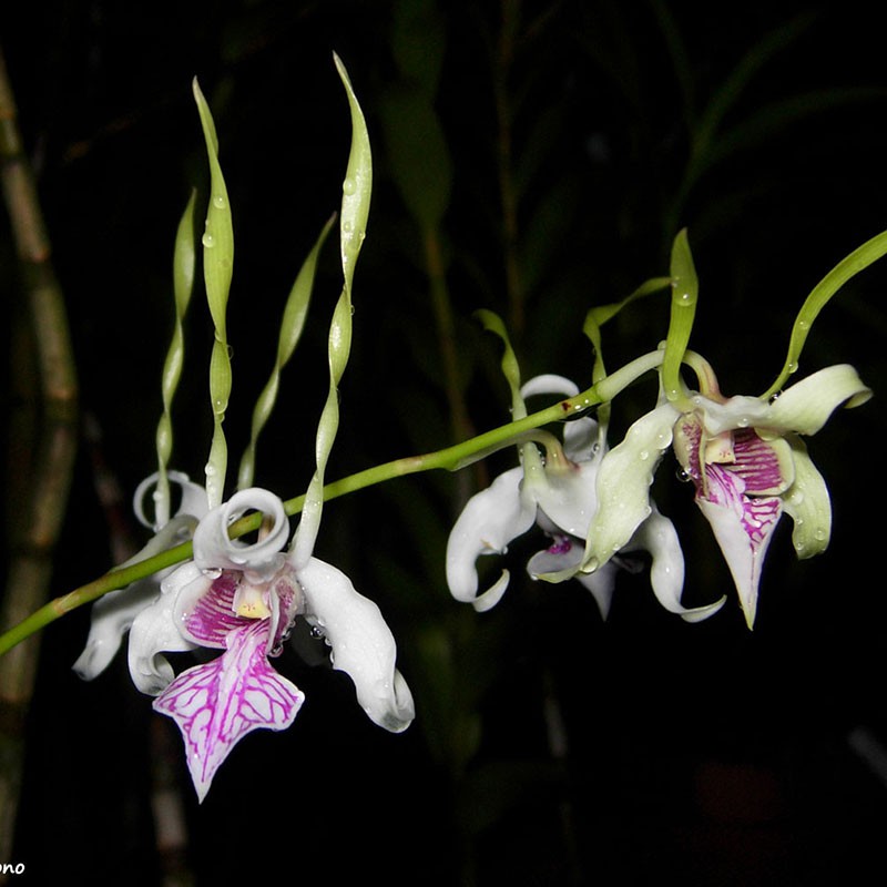 Jual Anggrek Dendrobium Stratiotes ( Medium ) | Shopee Indonesia
