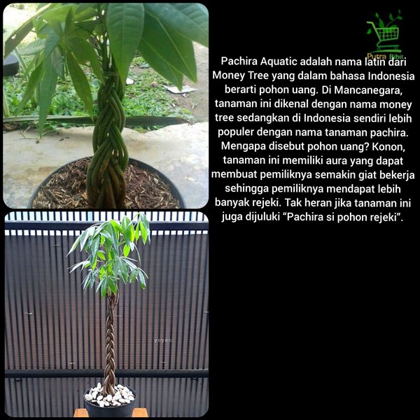 Jual Tanaman Hias Pohon Jarak Money Tree Pachira Uang - Rejeki Hoki ...