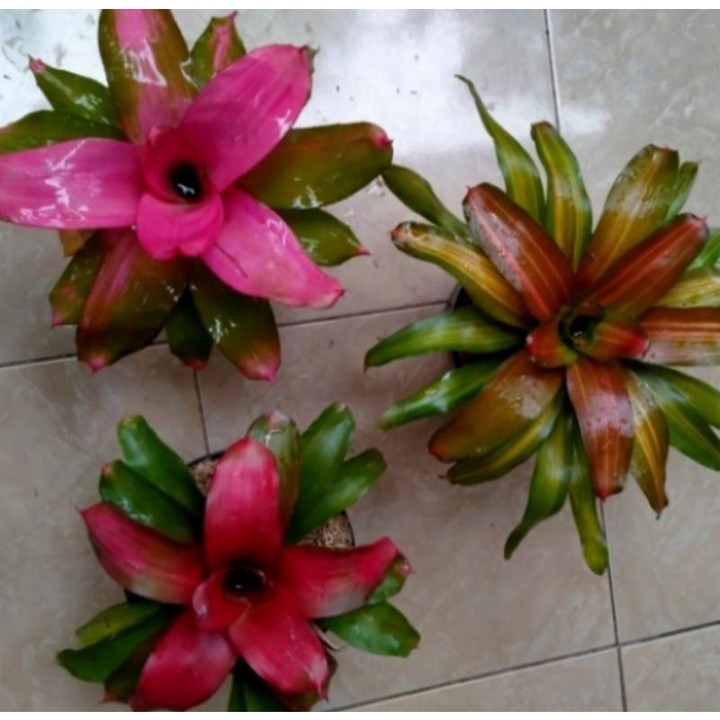 Jual PROMO!! paket 3 jenis tanaman hias bromelia / tanaman indoor ...