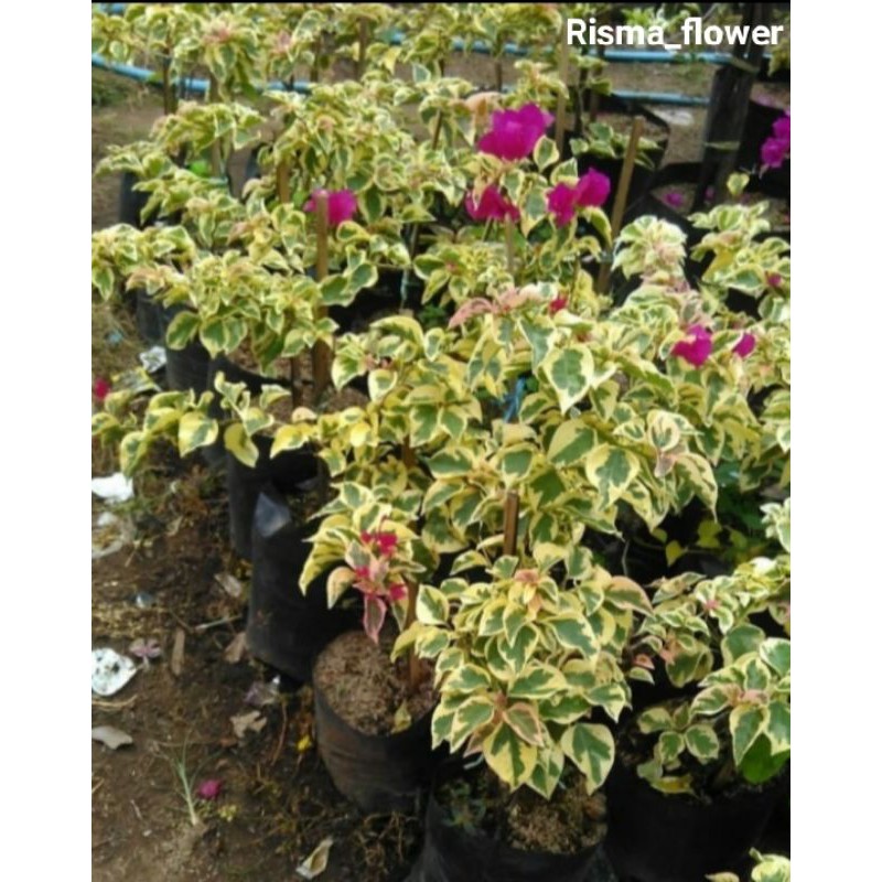 Jual POHON BOUGENVILLE VARIGATA BUNGA UNGU - TANAMAN BUNGA BOUGENVILLE ...
