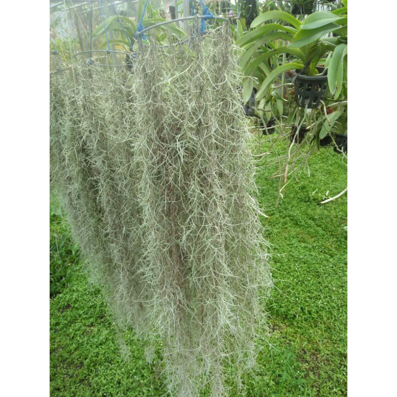 Jual TANAMAN HIAS TILLANDSIA USNEODIS (jenggot Musa) | Shopee Indonesia