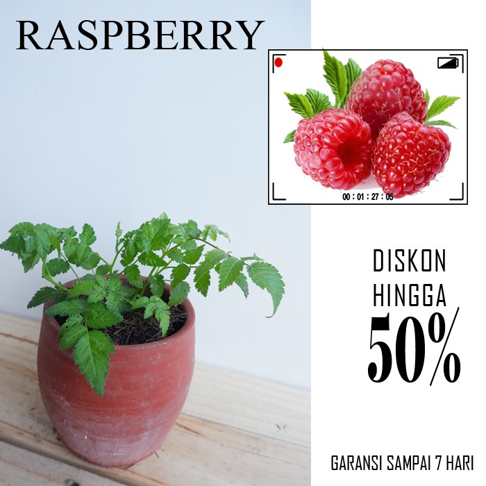 Jual Tanaman Buah Raspberry (rubus idaeus) - Buah rasberi merah ...