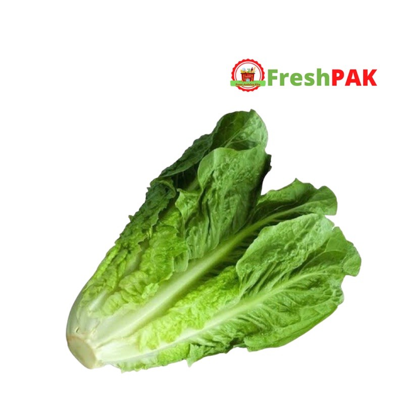 Jual FreshPAK - Sayur Lettuce Romain Per Pcs 150-300gr / Lettuce ...