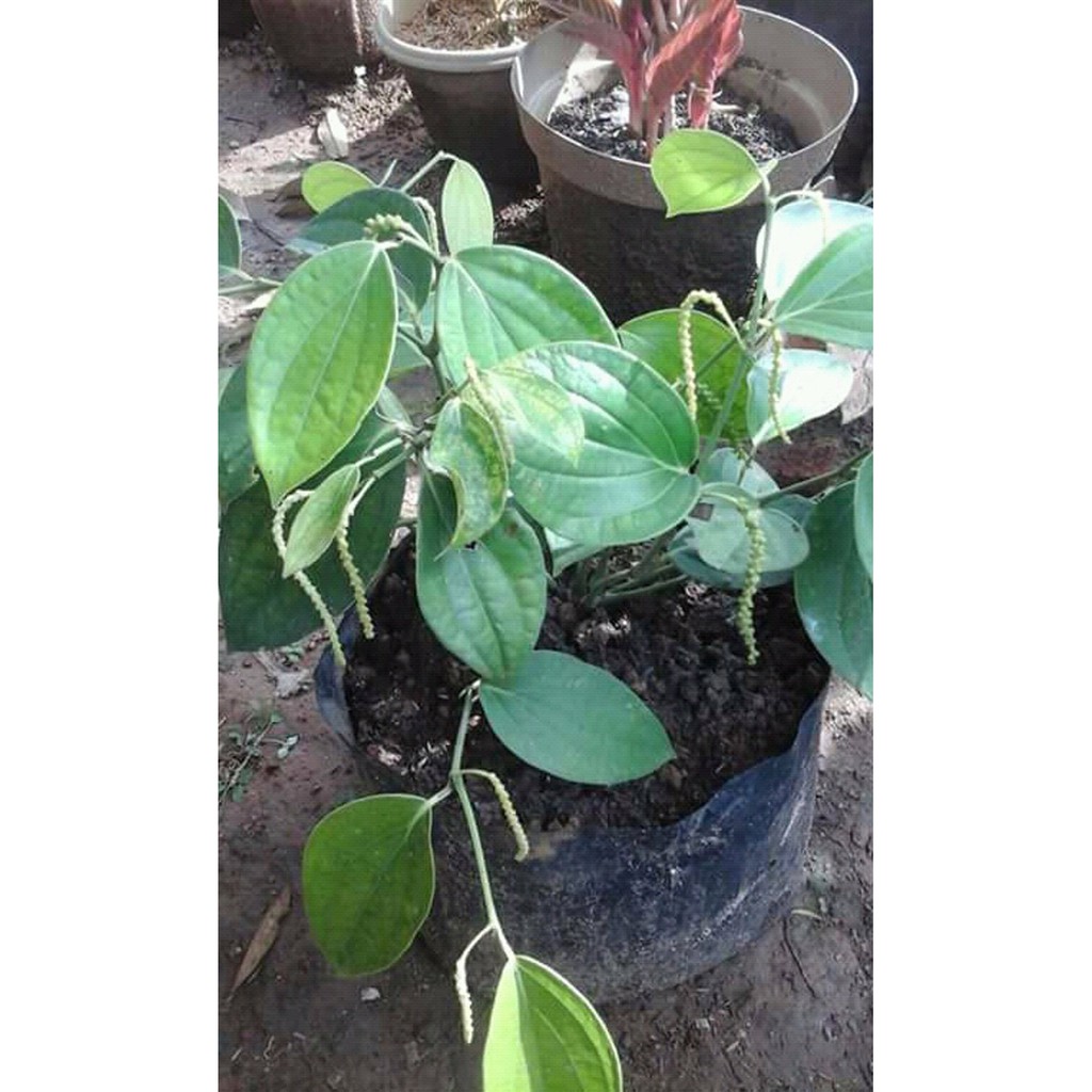 Jual Bibit Tanaman Lada Perdu | Shopee Indonesia