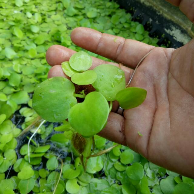 Jual Jual Tanaman Air Amazon Frogbit | Shopee Indonesia