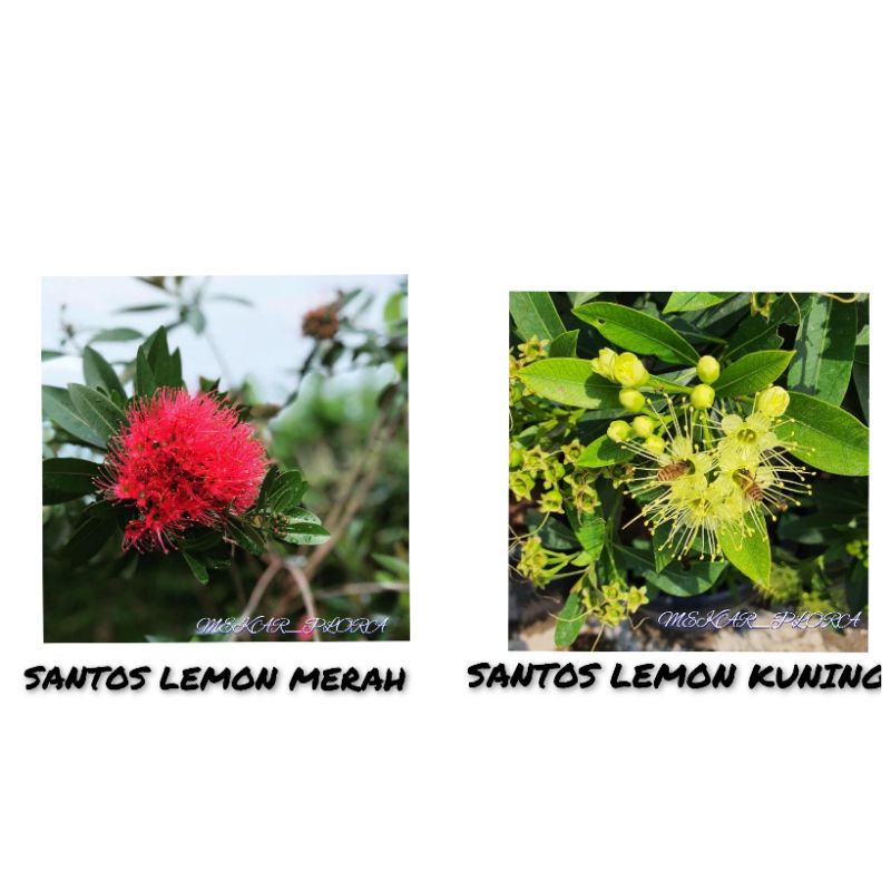 Jual PAKET 10 Bunga Santos Lemon Kuning Merah / Bibit santos lemon 5 ...