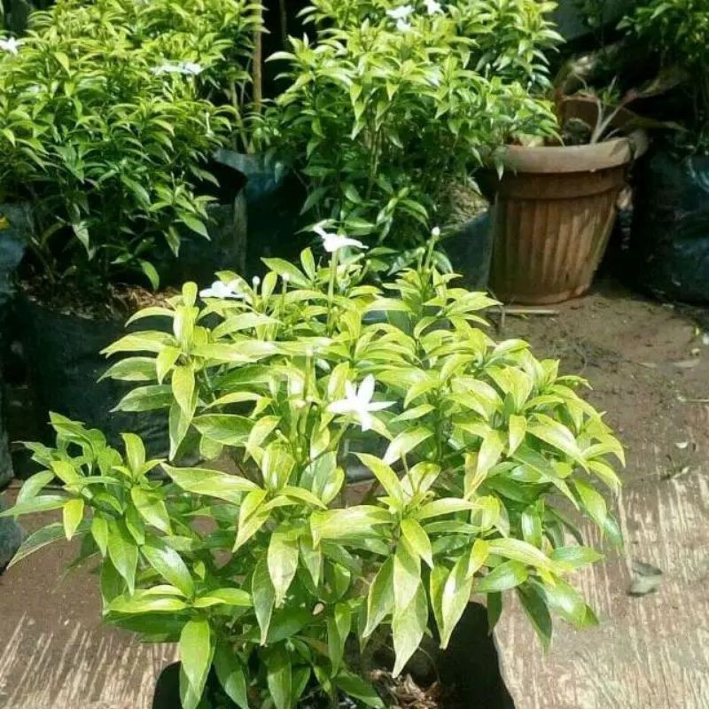 Jual TANAMAN HIAS SABRINA GOLDEN / REMBOSA MINI / REMBOSA GOLD | Shopee ...