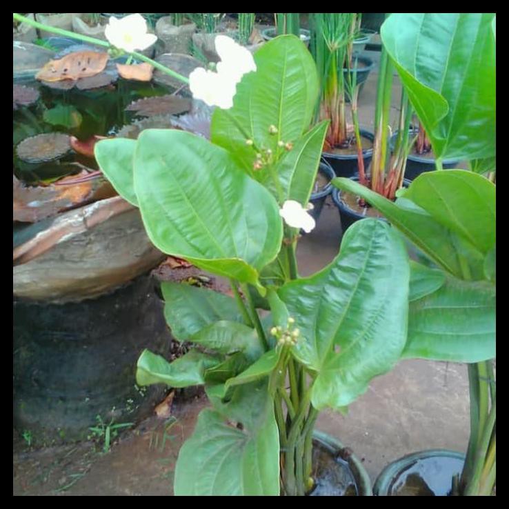 Jual Tanaman Hias Air Melati Air Mini / Tanaman Terarium | Shopee Indonesia