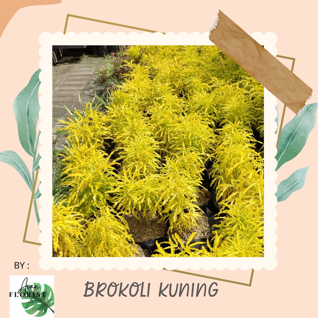 Jual BUNGA HIAS TANAMAN BROKOLI KUNING TANAMAN BROKOLI KUNING DAUN ...