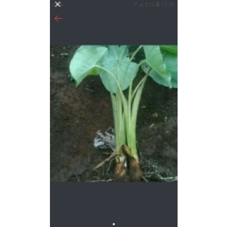 Jual Bibit pohon talas kimpul | Shopee Indonesia