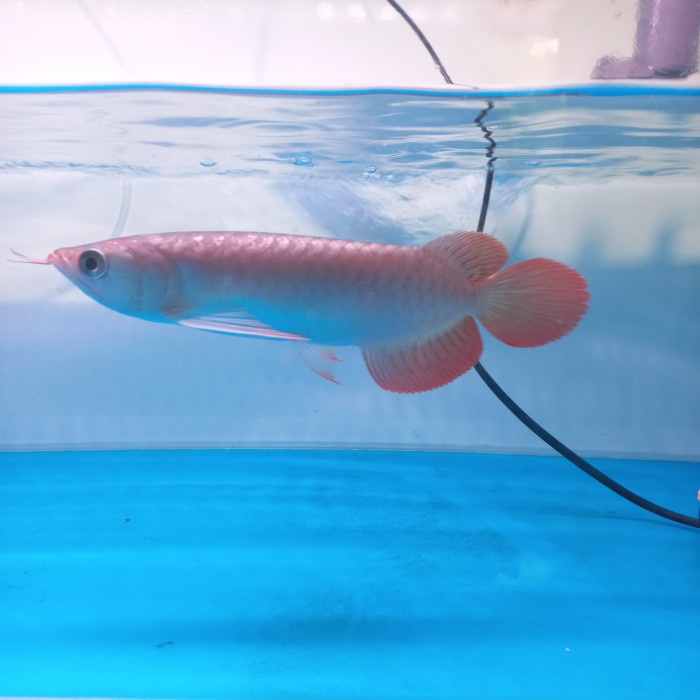 Jual 1 e sertifikat lengkap arwana super red. arwana super red lengkap ...