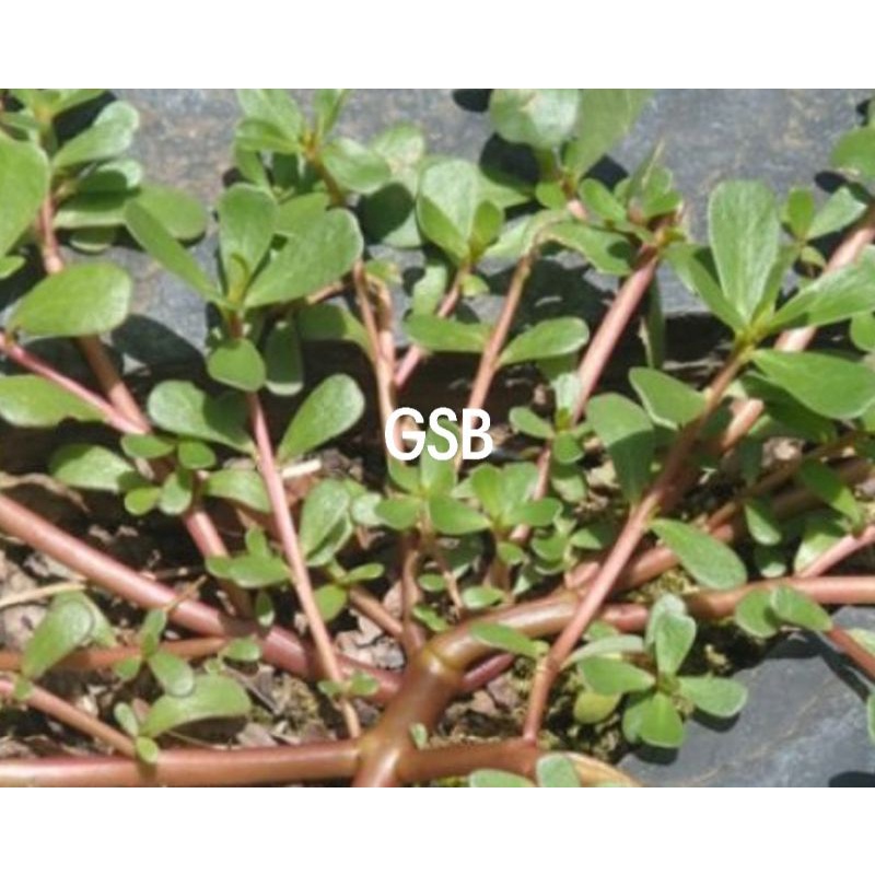 Jual Daun krokot daun tanaman krokot segar 250 gram | Shopee Indonesia