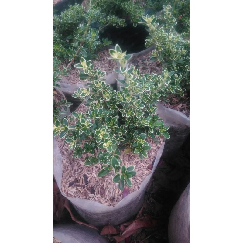 Jual tanaman hias legistrum (bibit bonsai) | Shopee Indonesia