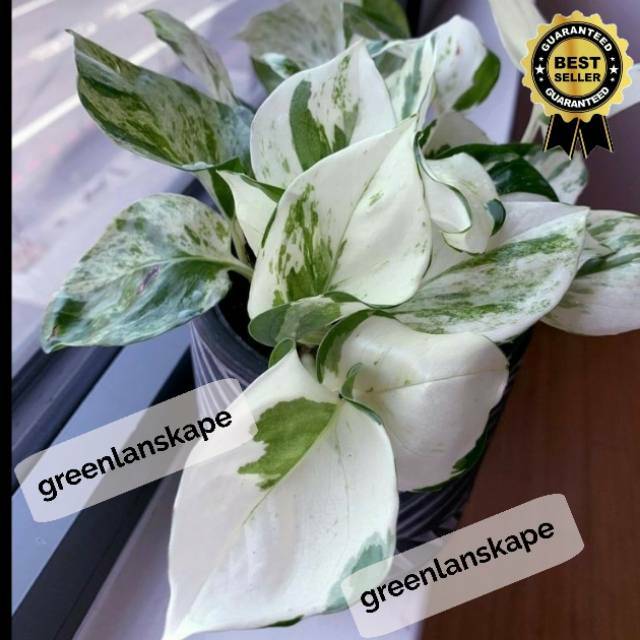 Jual Tanaman hias sri gading keong varigata - srigading keong ...