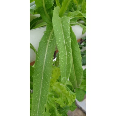 Jual Sayur Selada Wangi Hidroponik GOOD VEGGIE segar Fresh tanpa ...