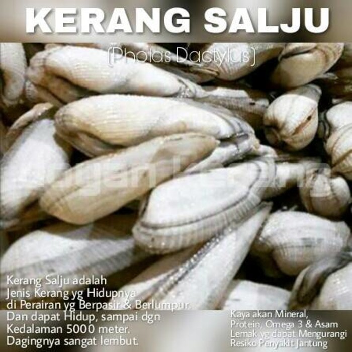 Jual Kerang Salju Mentah | Shopee Indonesia